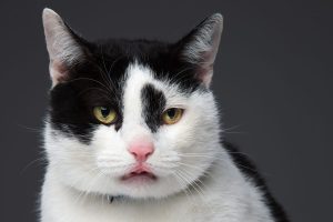 ネコがにおいを嗅いだときに変顔をする理由、専門家が説明 | Gadget Gate